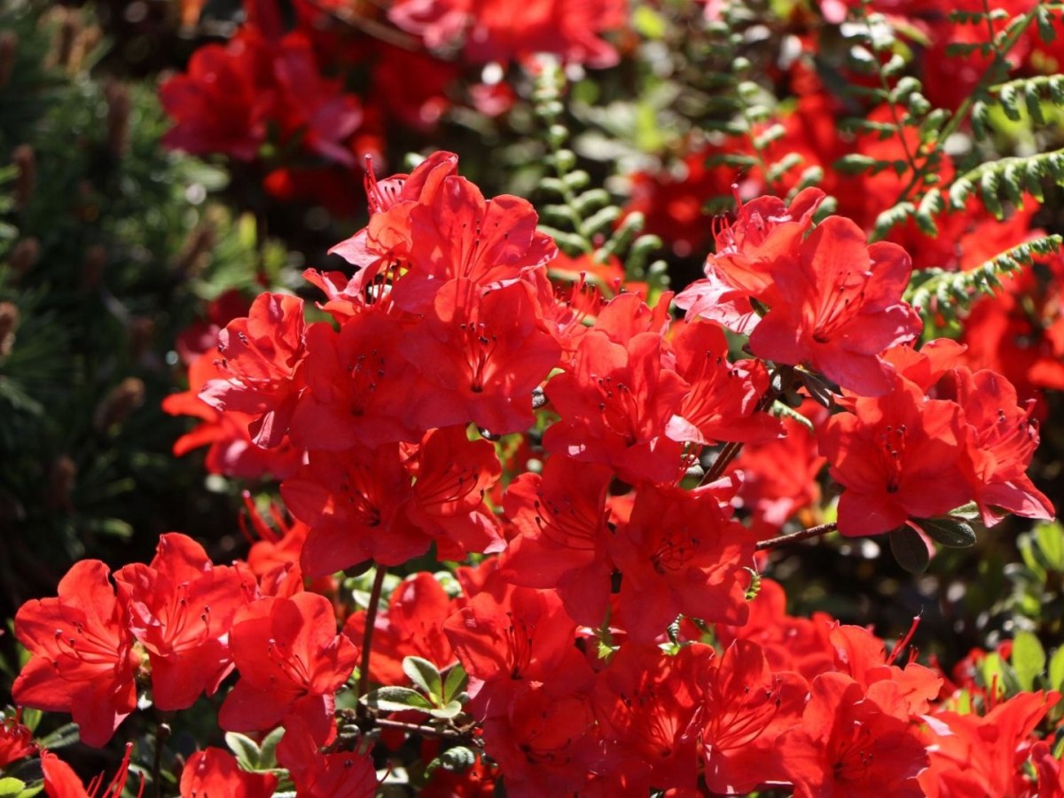 Azalia Japońska Fridoline doniczka 2L